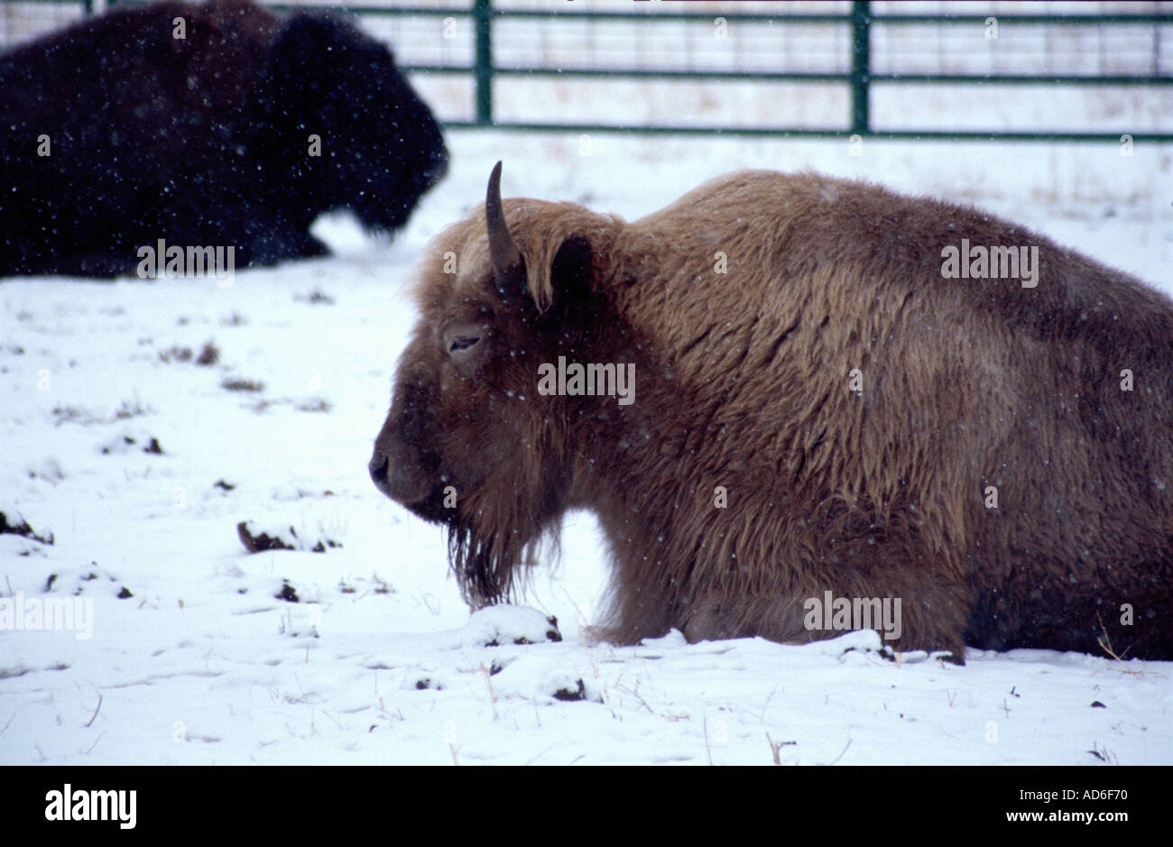White buffalo hi-res stock photography and images - Alamy