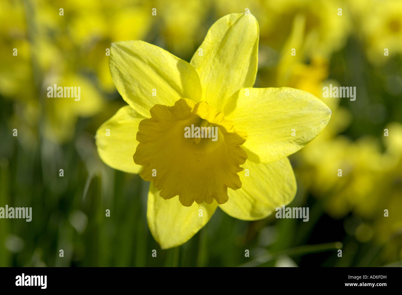 Field of spring daffodil Cambridgeshire UK Stock Photo - Alamy