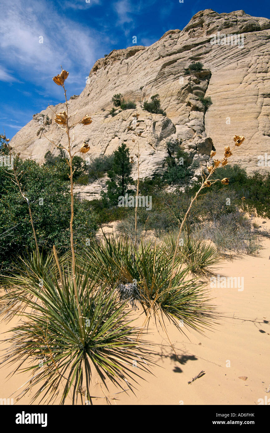 Whiterocks Amphitheater Snow Canyon State Park Ivins Utah s Dixie near ...