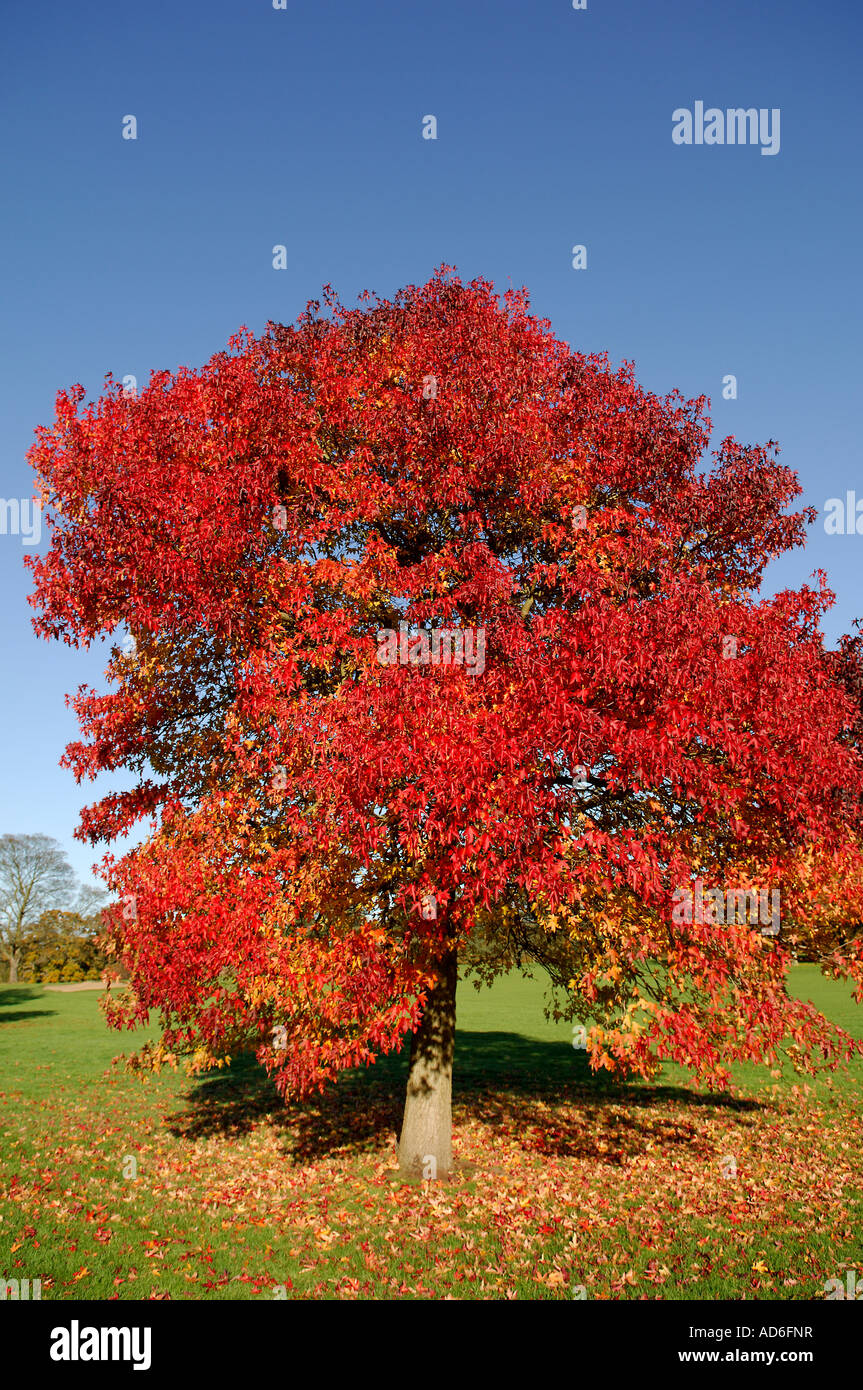Autumn Acer tree Norfolk - Japanese Maple Stock Photo - Alamy