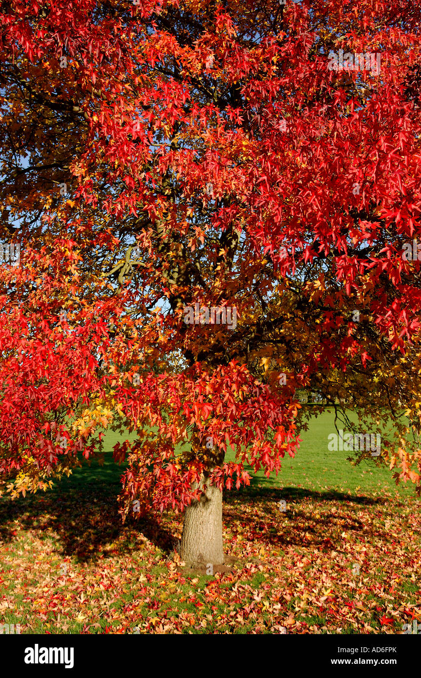 Autumn Acer tree Norfolk - Japanese Maple Stock Photo - Alamy