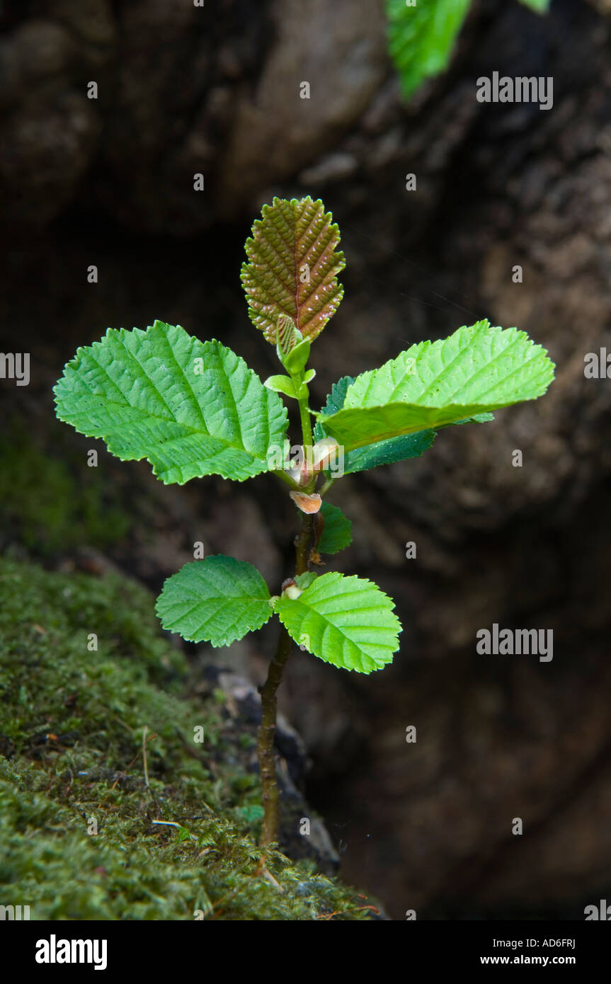 Oak seedling uk hi-res stock photography and images - Alamy