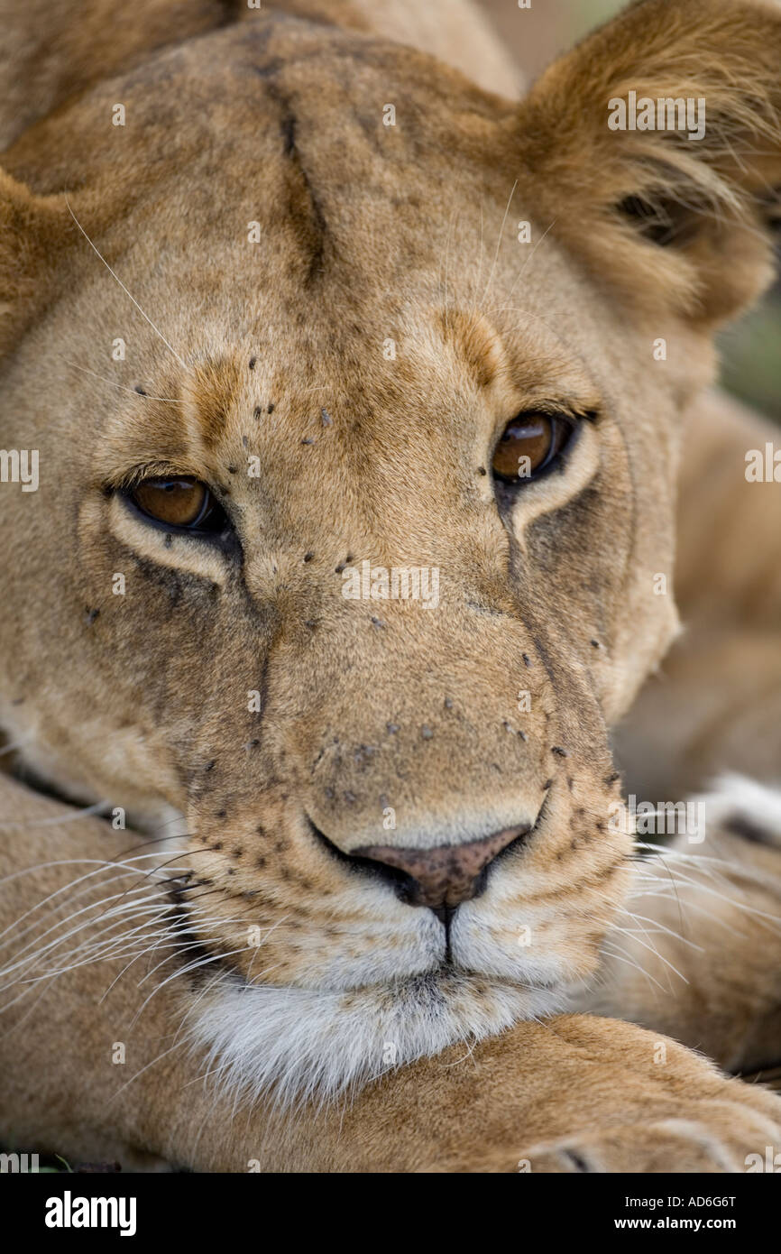 Lioness covered in flies hi-res stock photography and images - Alamy