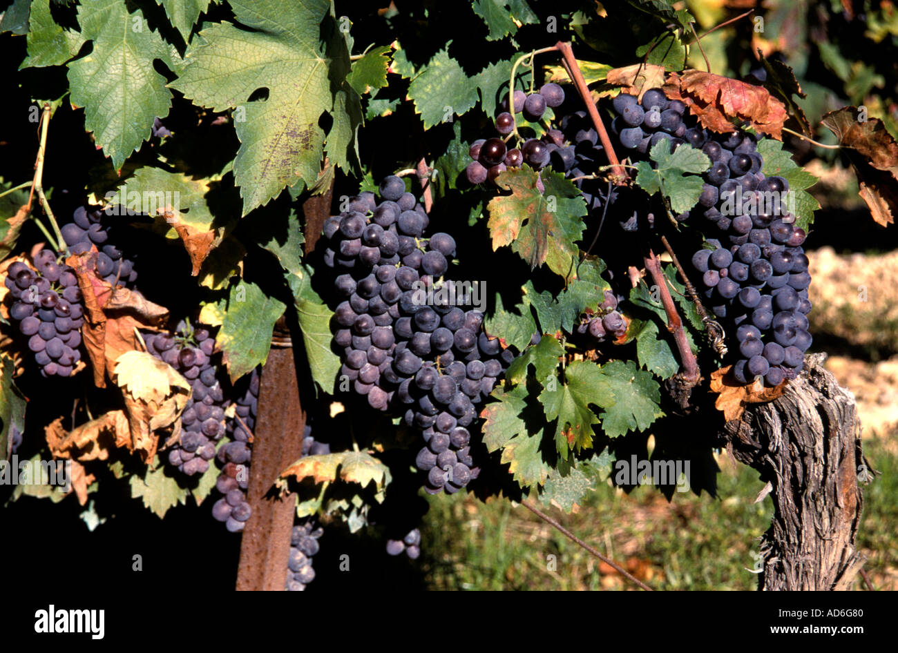 France French wine cellar wine vault Stock Photo - Alamy