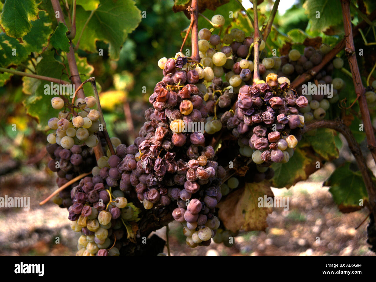 France French wine cellar wine vault Stock Photo - Alamy