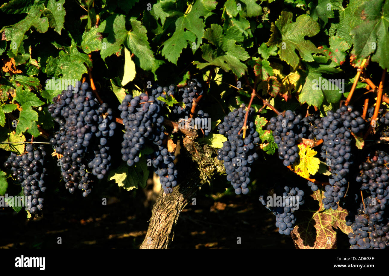 France French vineyard winery vintage grape grapes Stock Photo - Alamy