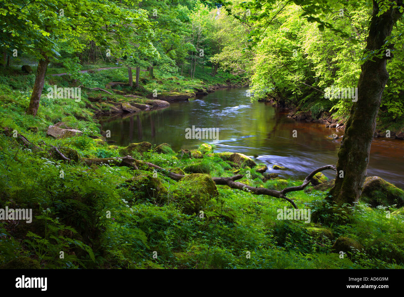 The River Wharfe in Strid Wood North Yorkshire England Stock Photo - Alamy