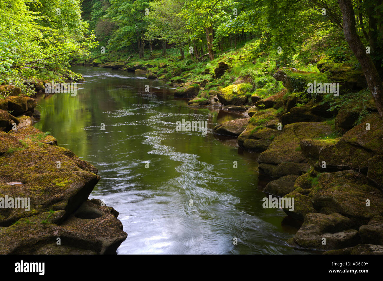 The River Wharfe in Strid Wood North Yorkshire England Stock Photo - Alamy