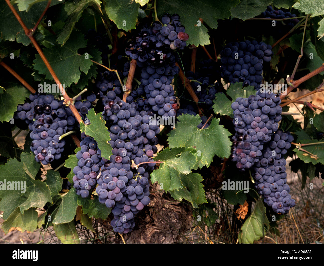 France French vineyard winery vintage grape grapes Stock Photo - Alamy