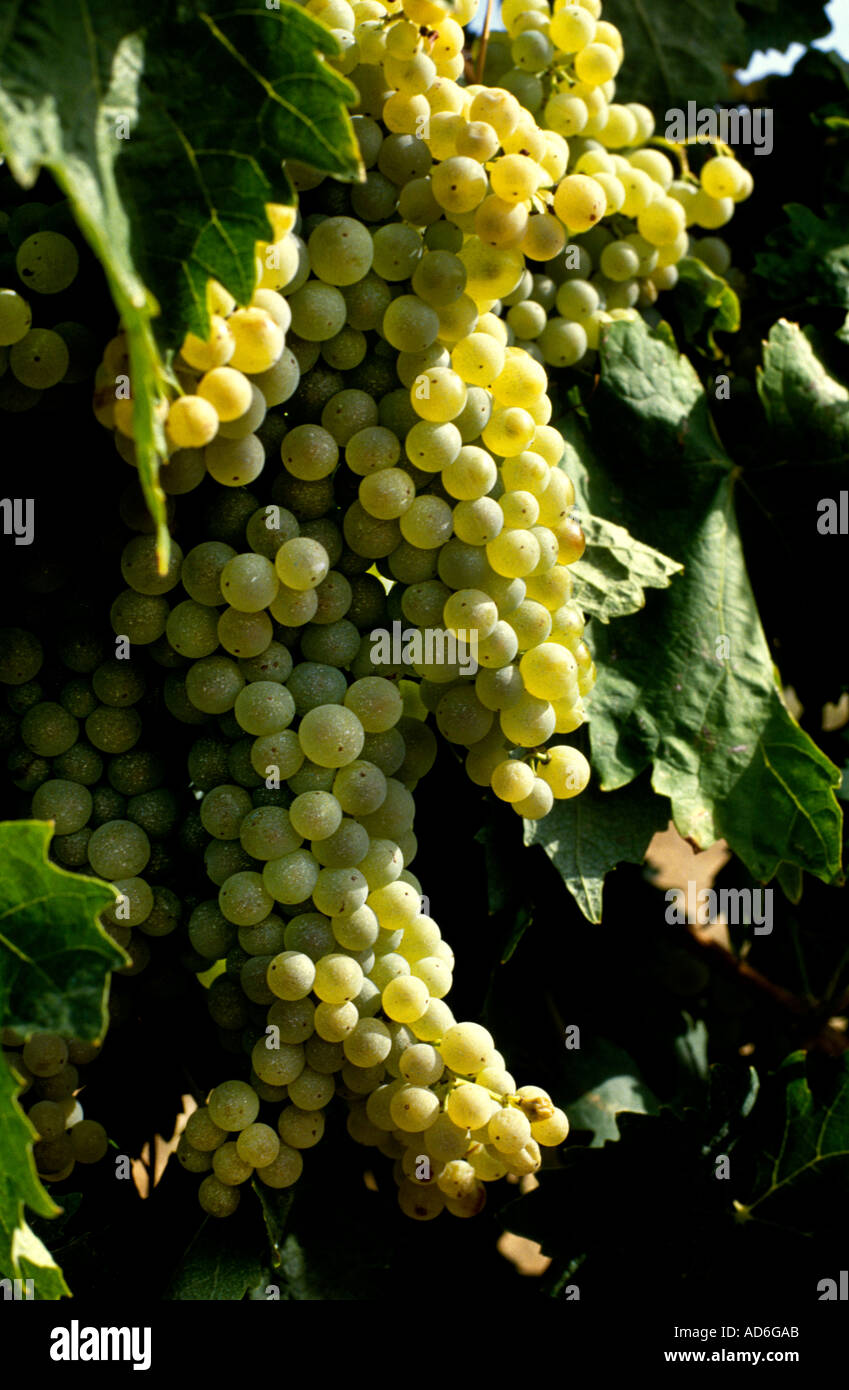 France French vineyard winery vintage grape grapes Stock Photo - Alamy