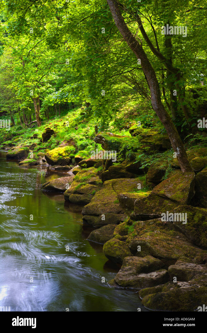 The River Wharfe in Strid Wood North Yorkshire England Stock Photo - Alamy