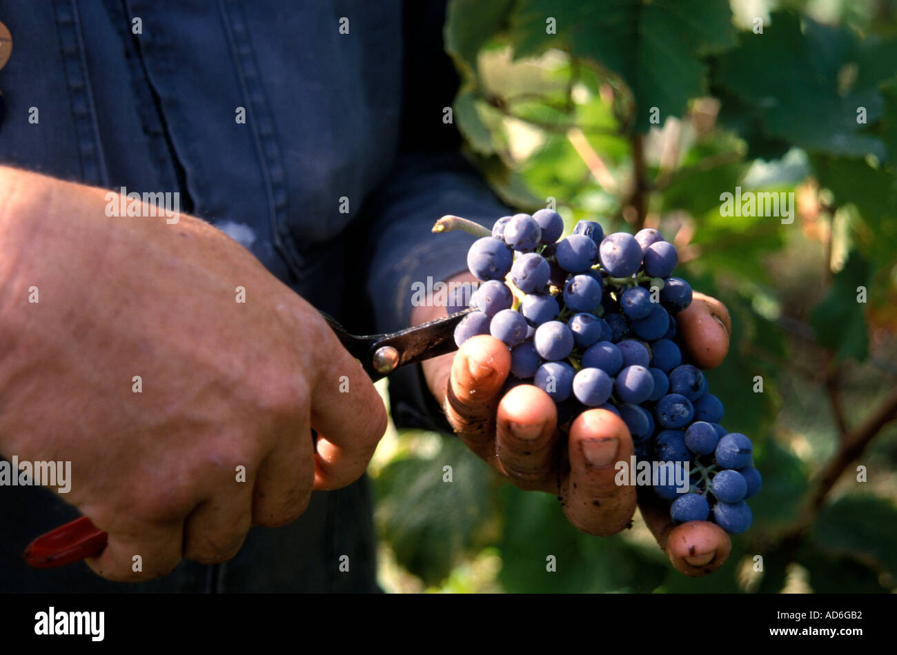 France French vine-tendril hand Stock Photo - Alamy