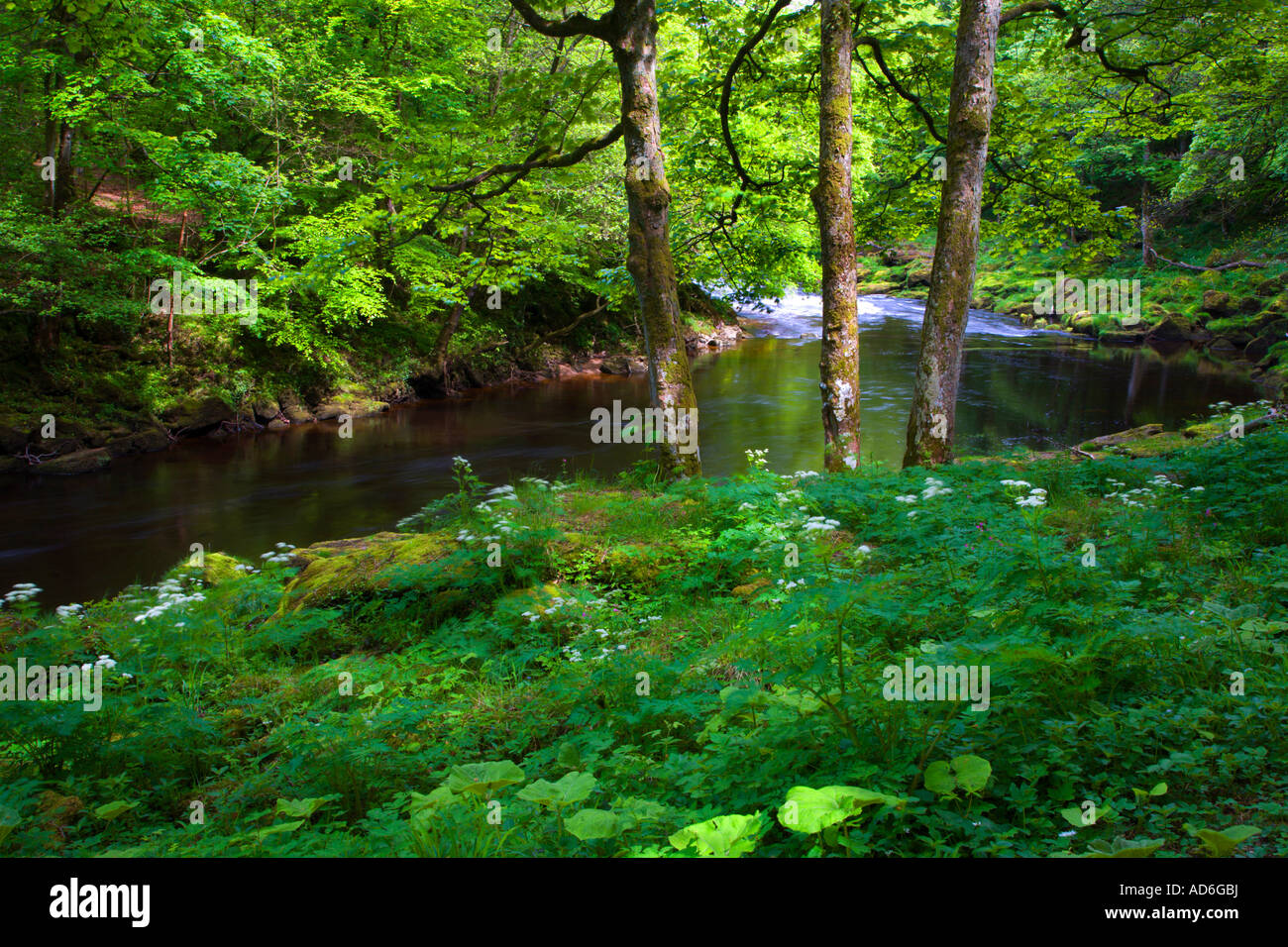 The River Wharfe in Strid Wood North Yorkshire England Stock Photo - Alamy