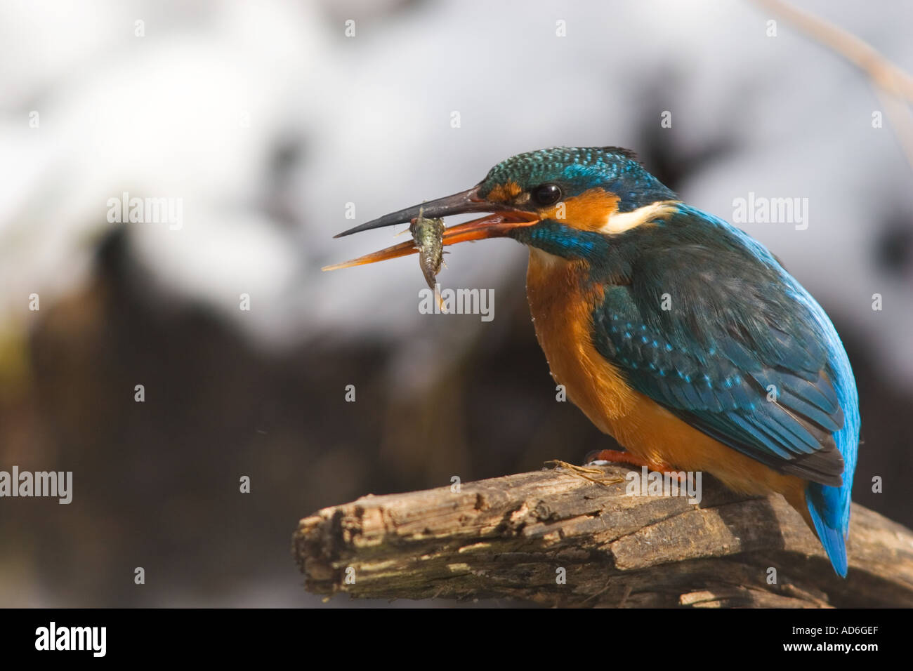 Very nice capture hi-res stock photography and images - Alamy