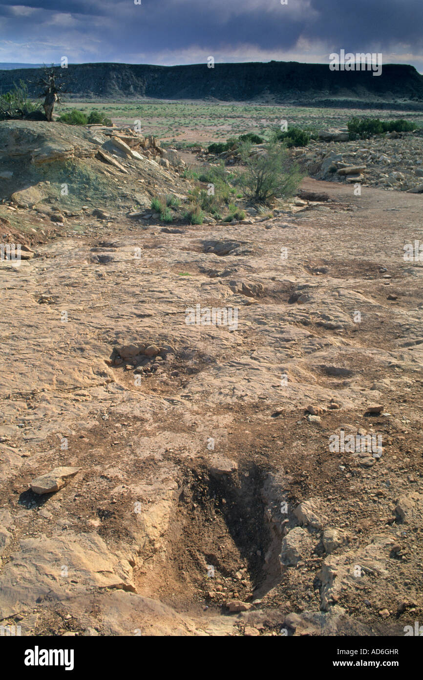 Fossilized Dinosaur tracks Brontosaurus shown crossing an ancient ...