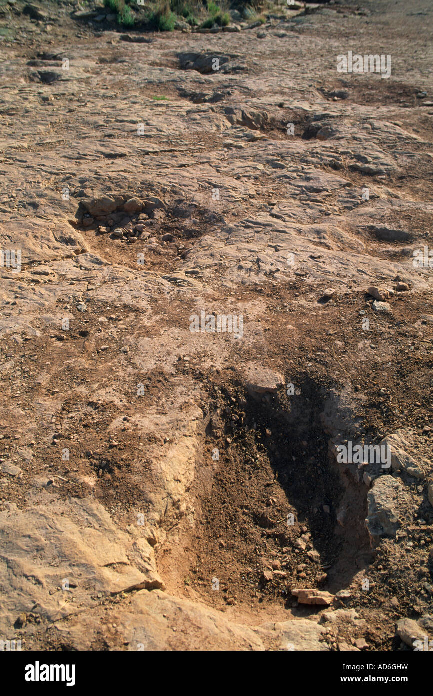 Fossilized Dinosaur tracks Brontosaurus shown crossing an ancient ...