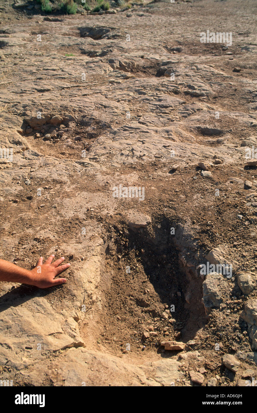 Fossilized Dinosaur tracks Brontosaurus shown crossing an ancient ...