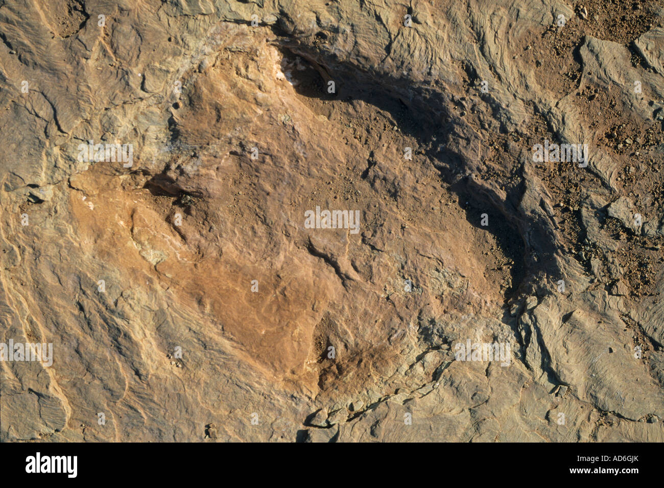 Fossilized Dinosaur tracks Brontosaurus shown crossing an ancient ...