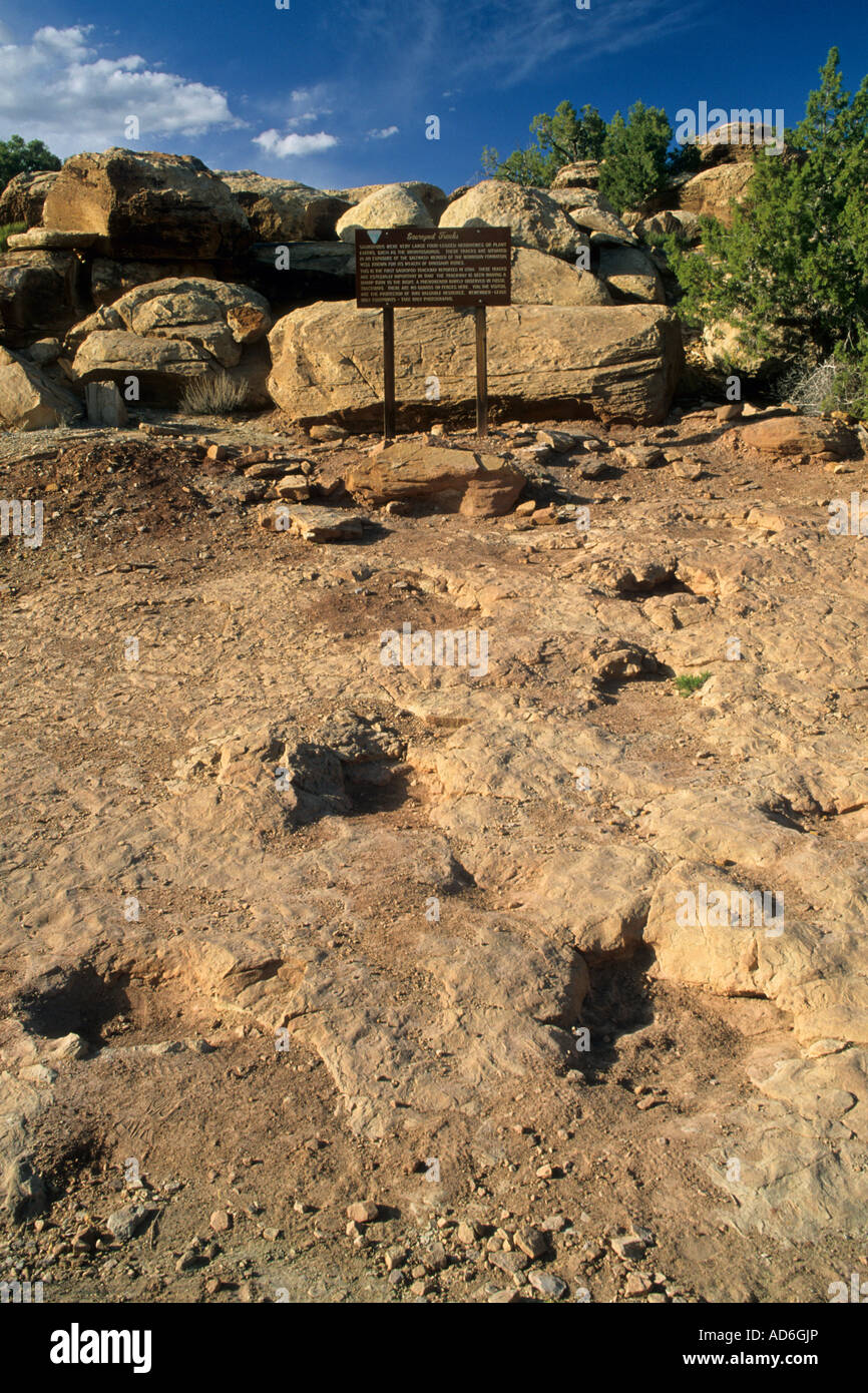 Fossilized Dinosaur tracks Brontosaurus shown crossing an ancient ...