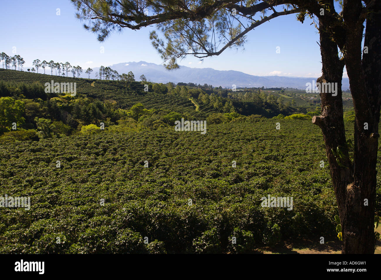 Big coffee plantation on lower slopes near Poas Volcano in Central ...