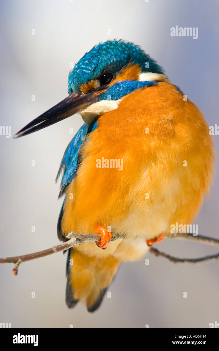 And absolute stunning hi-res stock photography and images - Alamy