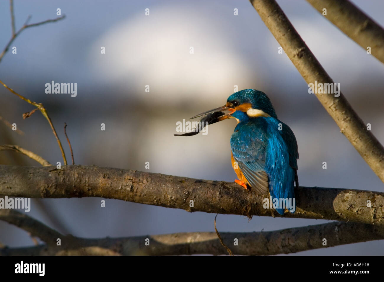 Trying to get away Stock Photo - Alamy
