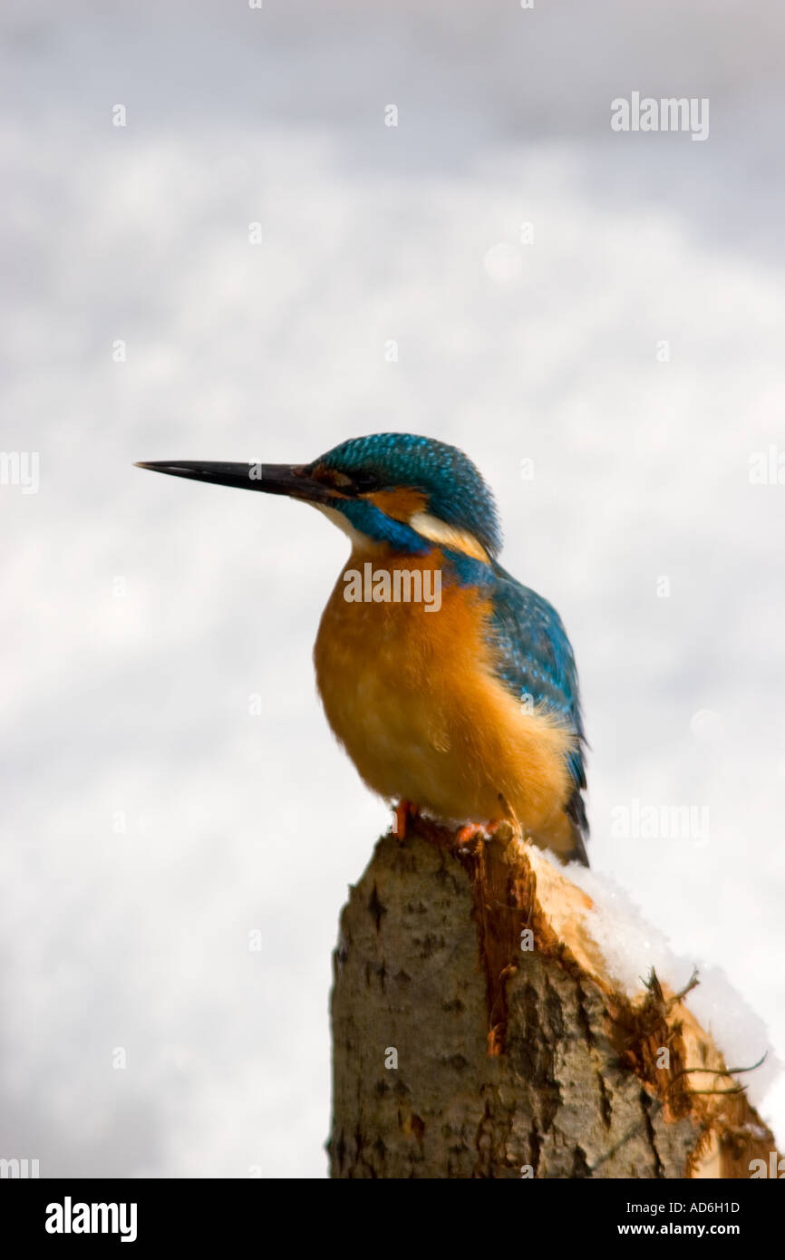 Sharp and pointy beak hi-res stock photography and images - Alamy