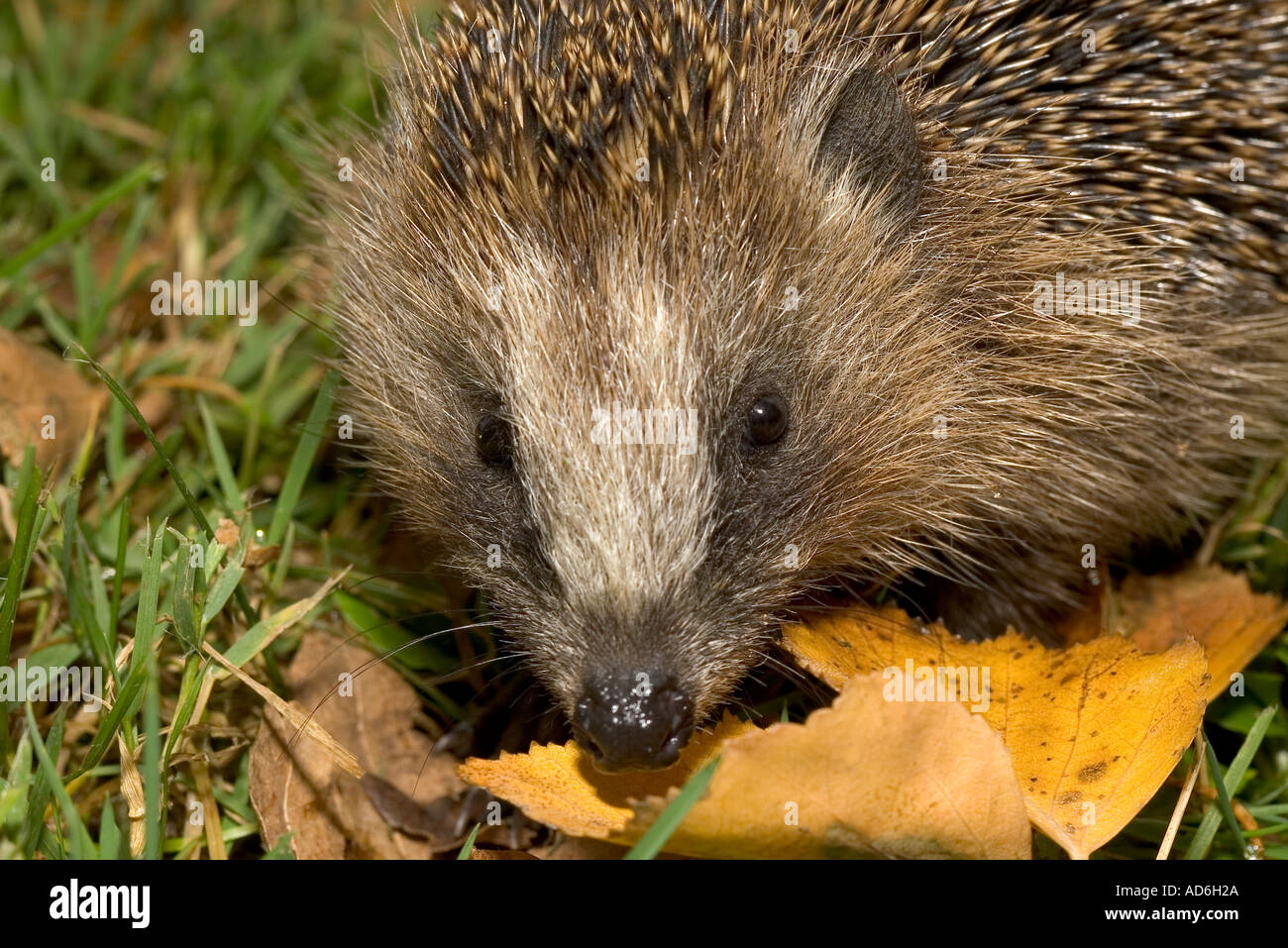 Hedgehog defence hi-res stock photography and images - Alamy