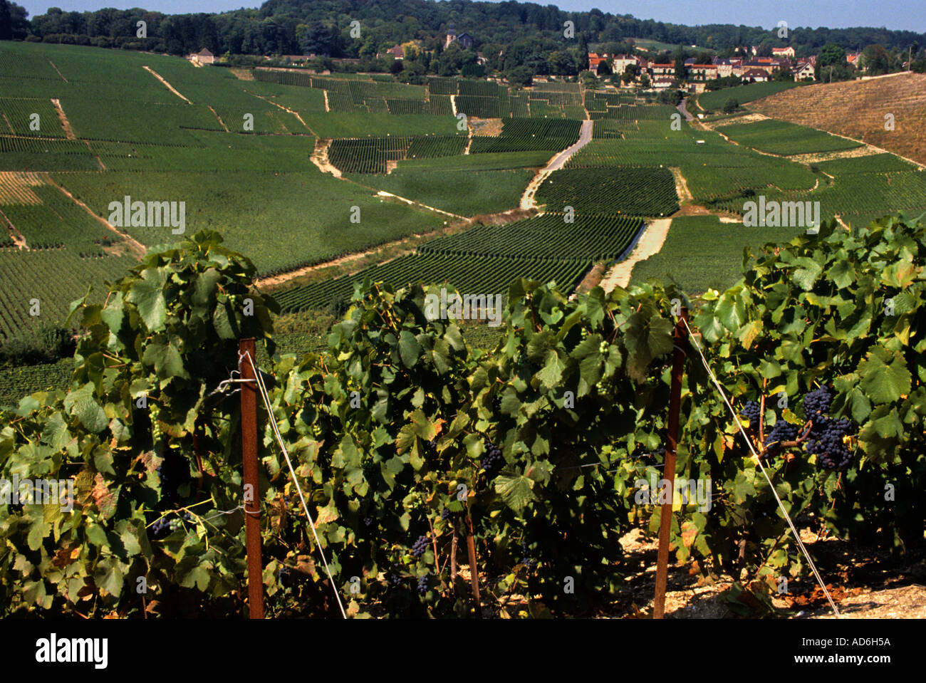 Champagne rheims landscape hi-res stock photography and images - Alamy