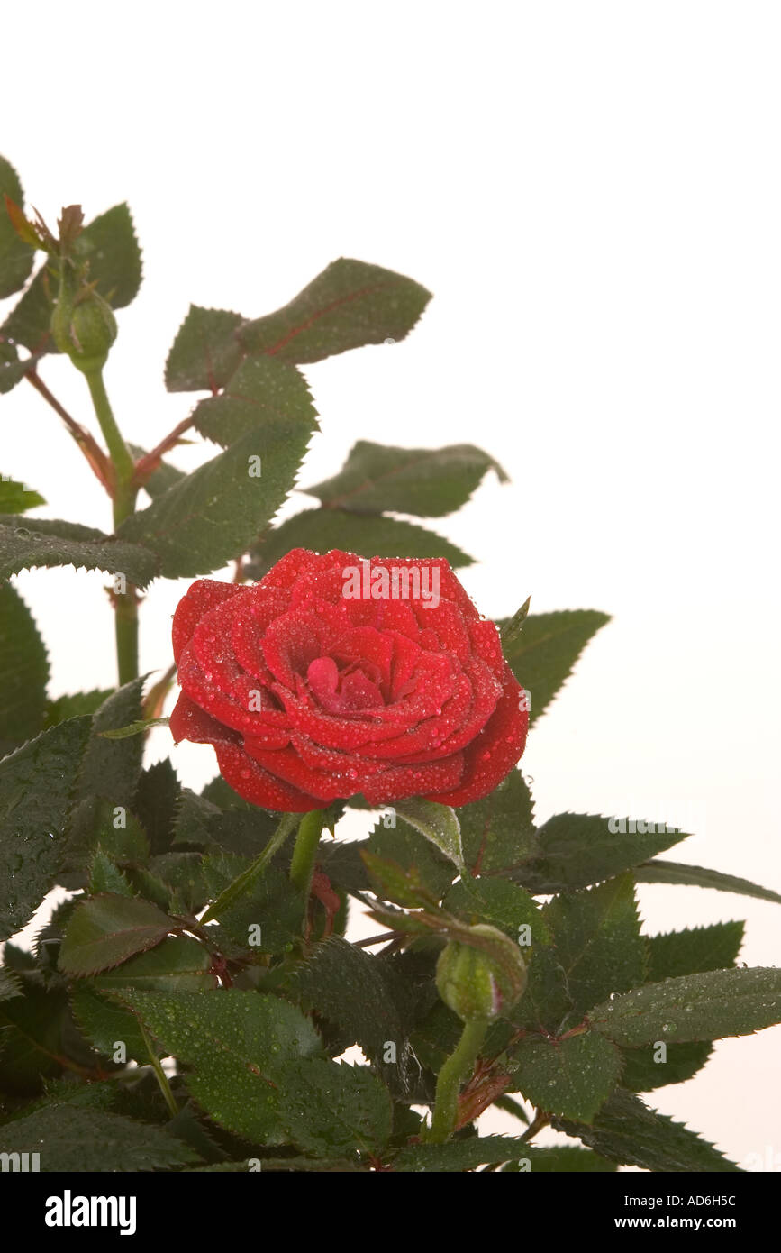 Red rose and plant with white background Stock Photo - Alamy