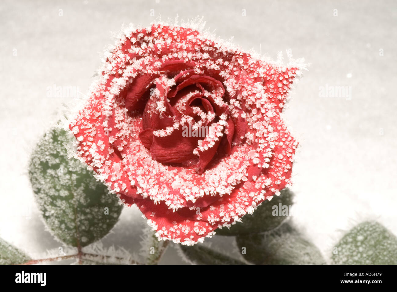 Rose with frost hi-res stock photography and images - Alamy