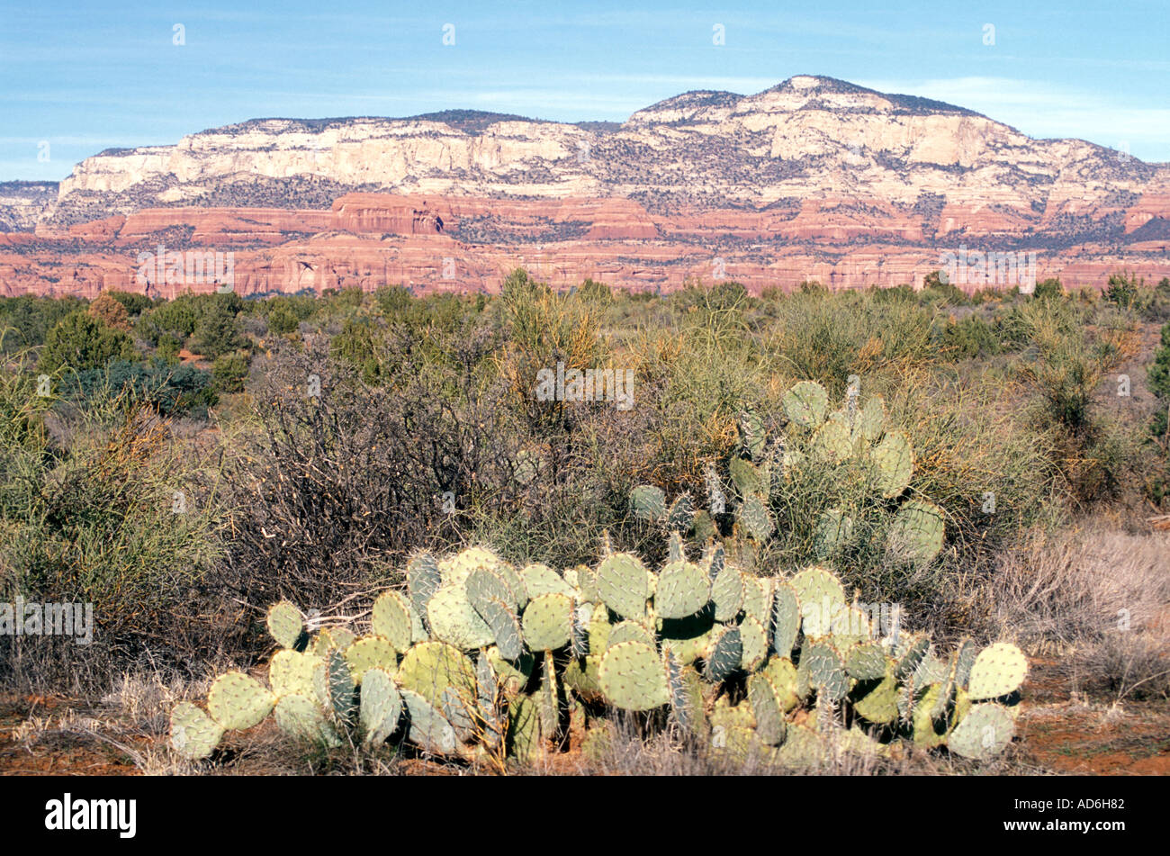 Red rock secret mountain wilderness hi-res stock photography and images ...