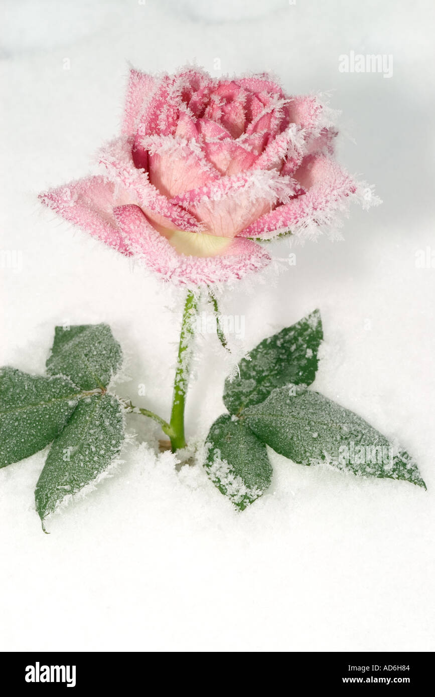 Pink rose in snow Stock Photo - Alamy