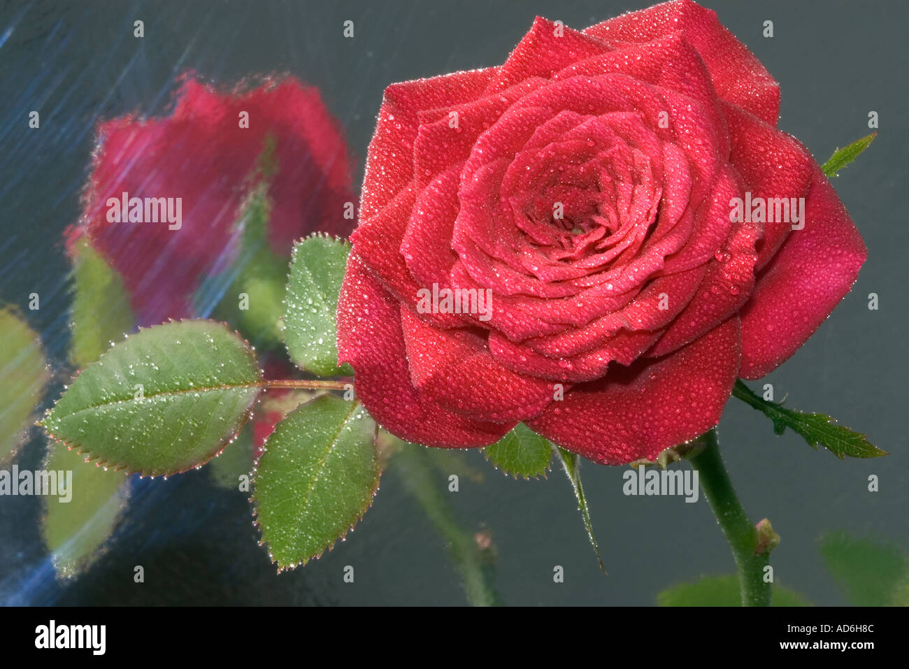 Miniature red rose with water droplets and reflection Stock Photo - Alamy