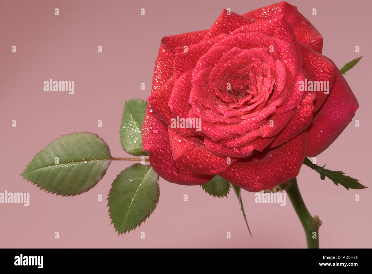 Miniature red rose with water droplets and pink background Stock Photo ...