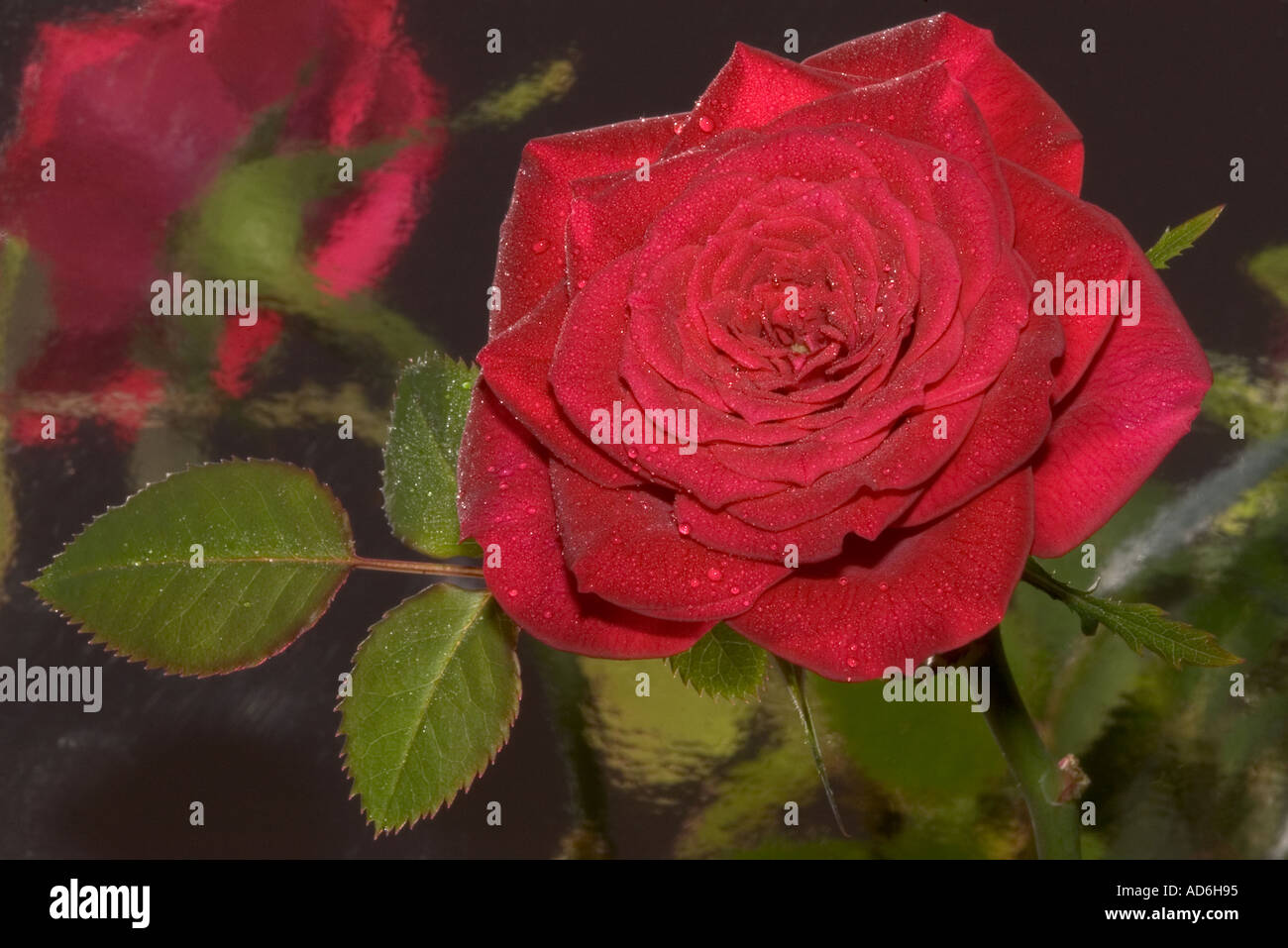 Miniature deep red rose with dew and reflection Stock Photo - Alamy