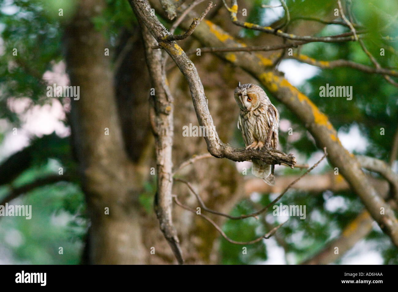 Hungting hi-res stock photography and images - Alamy