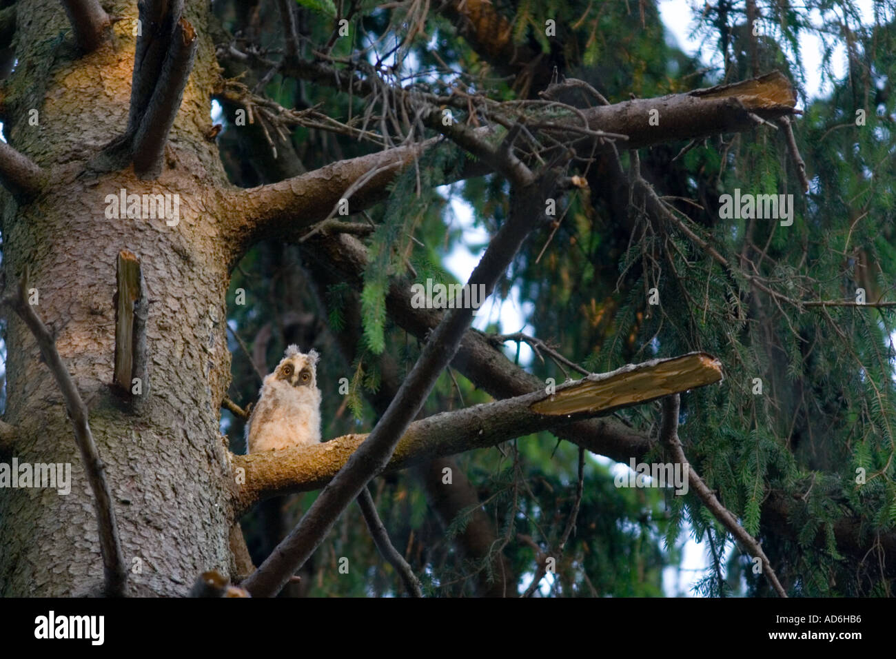 Lonely owl hi-res stock photography and images - Alamy