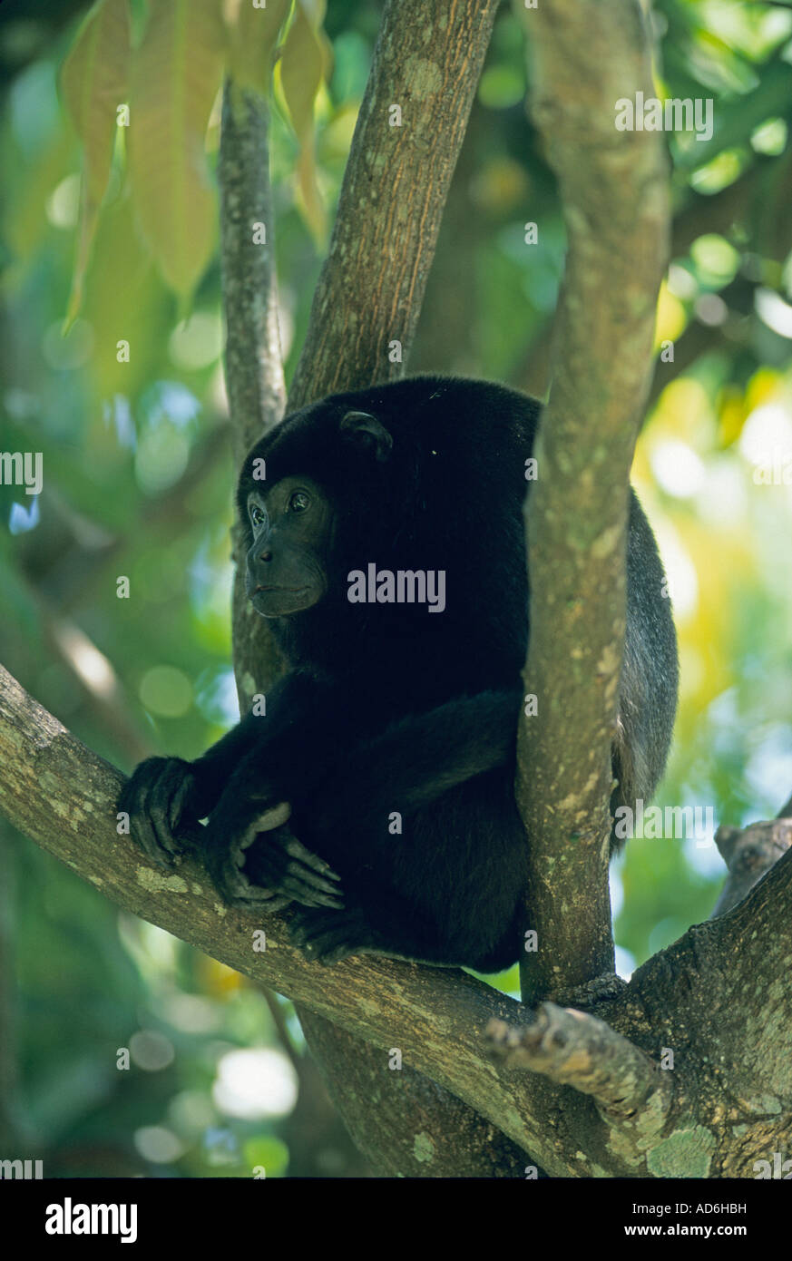 Mantled Howler Monkey (Alouatta palliata) Curu Reserve, Nicoya ...