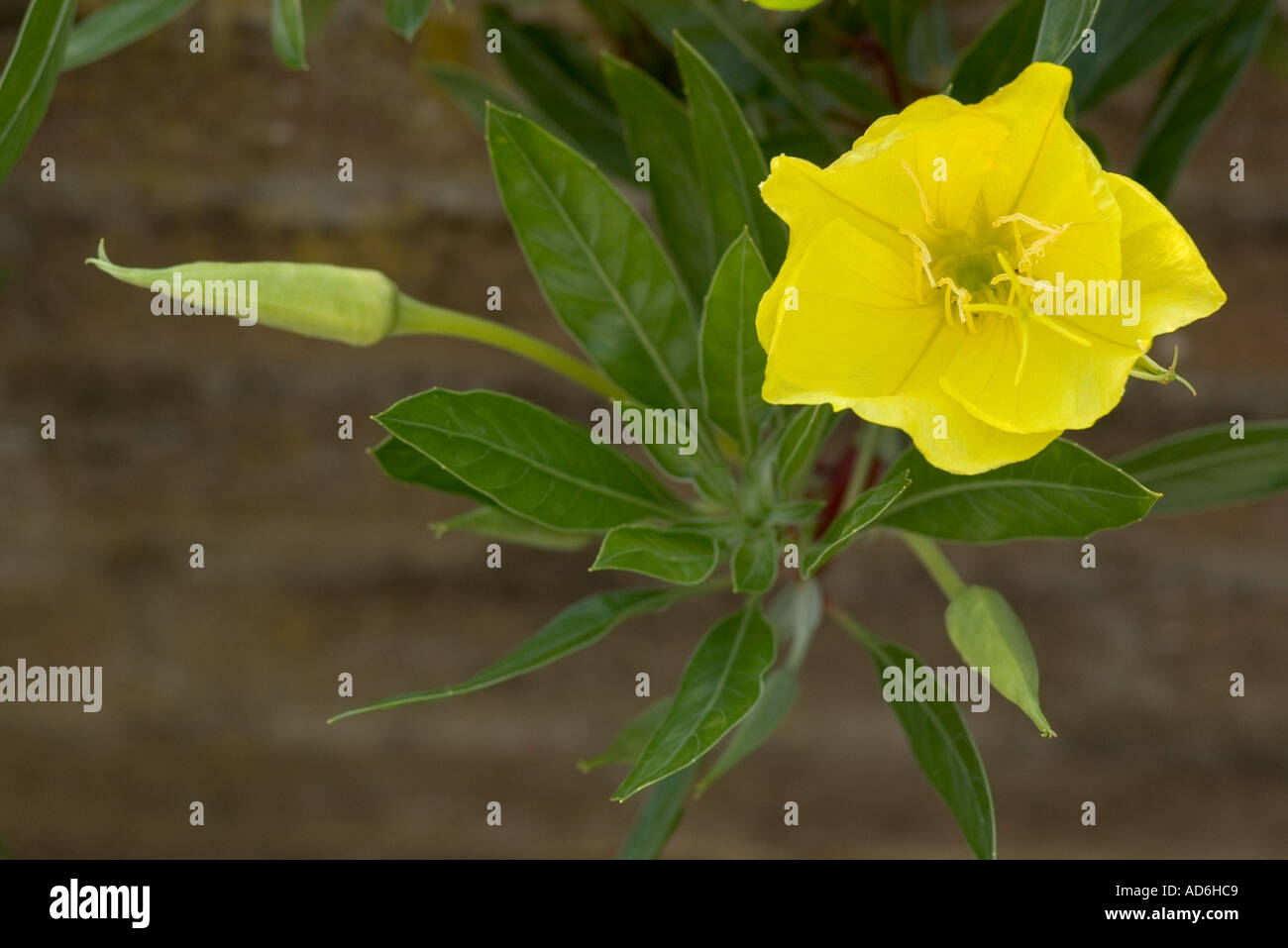 Evening Primrose Oenothera macrocarpa and buds Stock Photo - Alamy