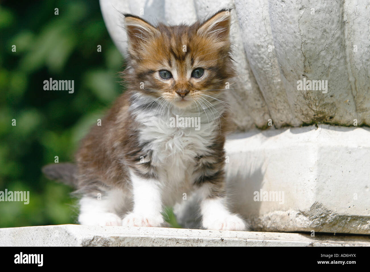 Maine Coon kitten - standing Stock Photo - Alamy