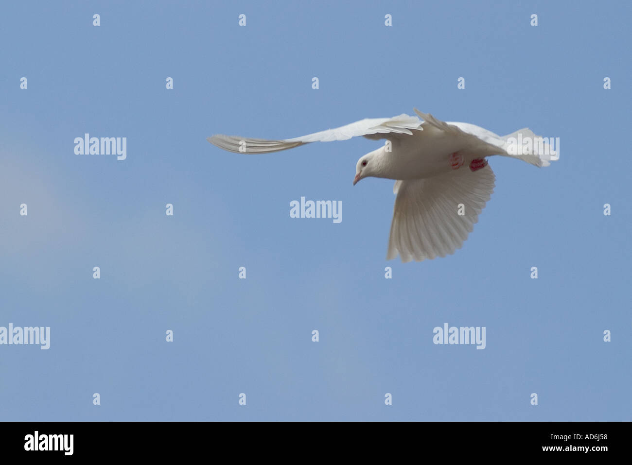 White dove as holy spirit hi-res stock photography and images - Alamy