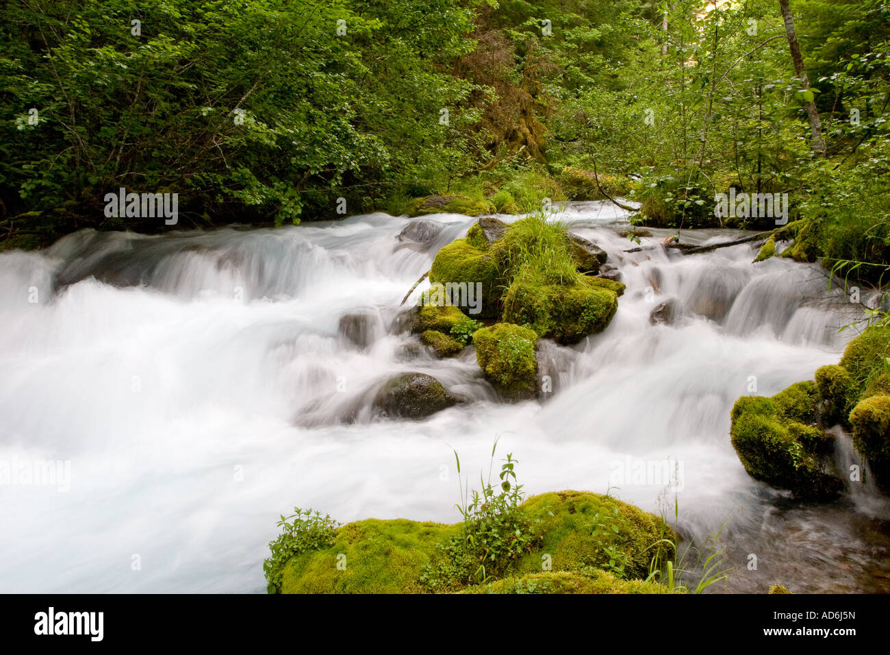 Rapids on the Roaring River in Oregon in early summer Stock Photo - Alamy