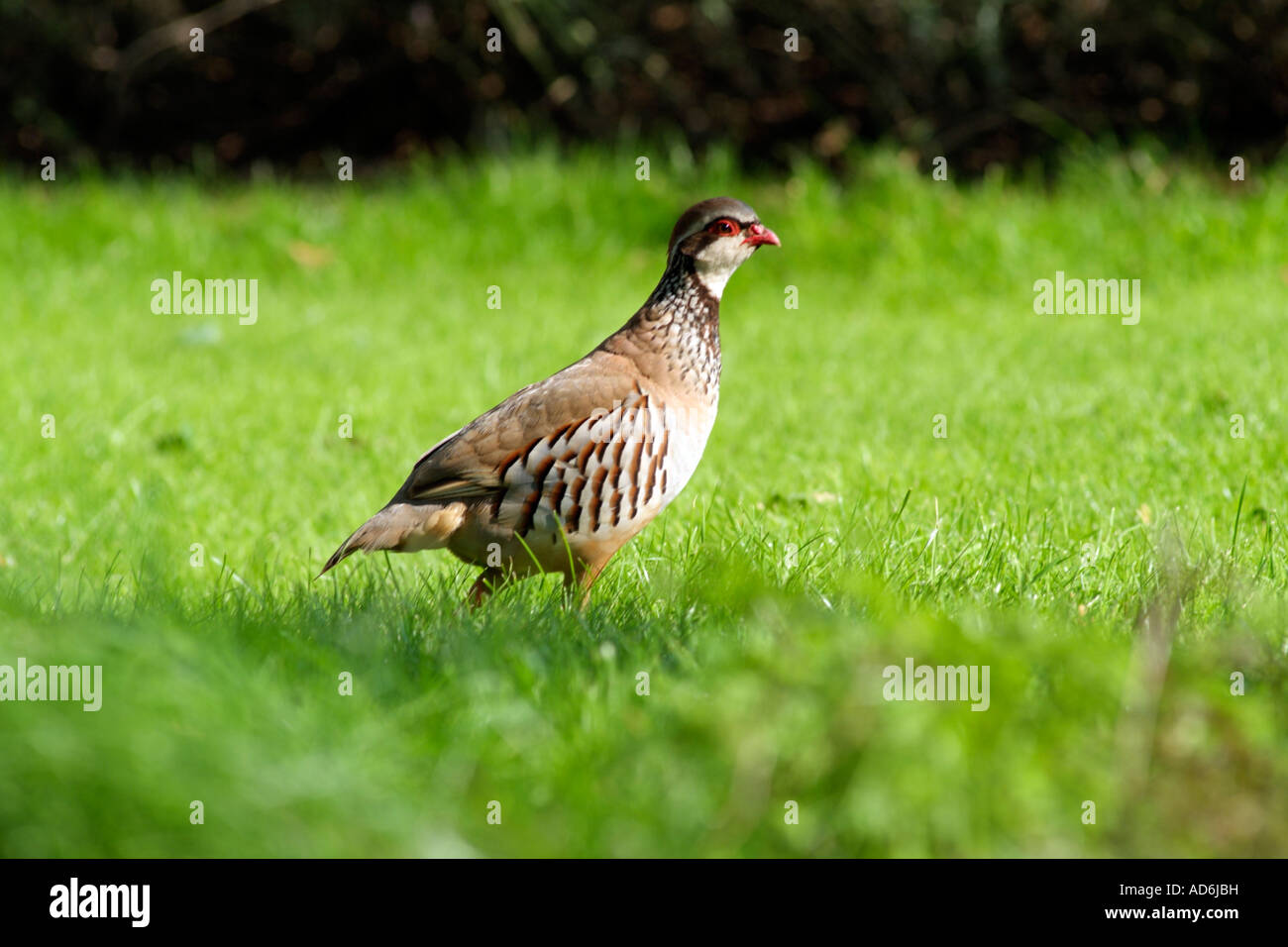 Red legged Partridge in natural habitat Alectoris rufa Southern England ...