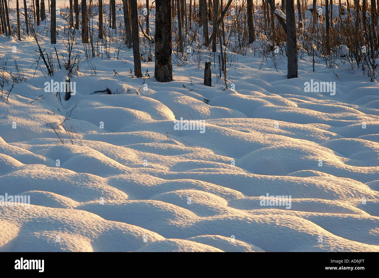 Shadows on snow Stock Photo - Alamy