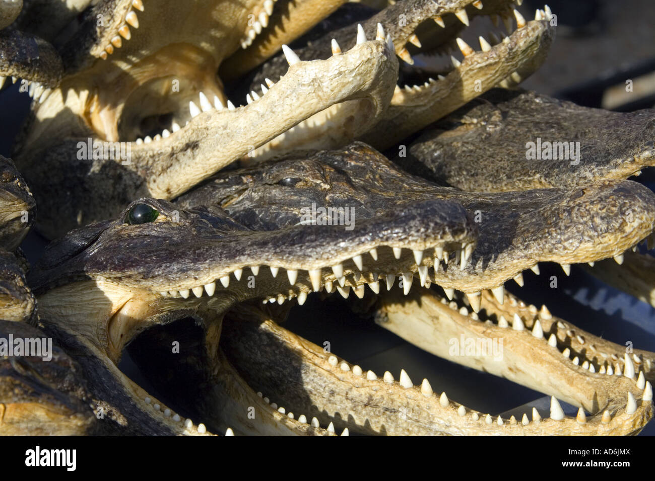 Aligator heads hi-res stock photography and images - Alamy