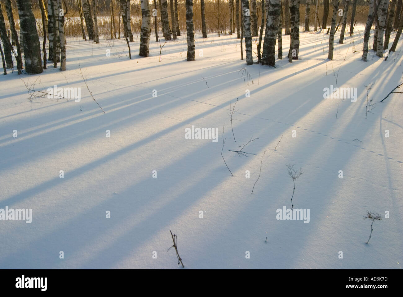 Tree trunks and long shadows hi-res stock photography and images - Alamy
