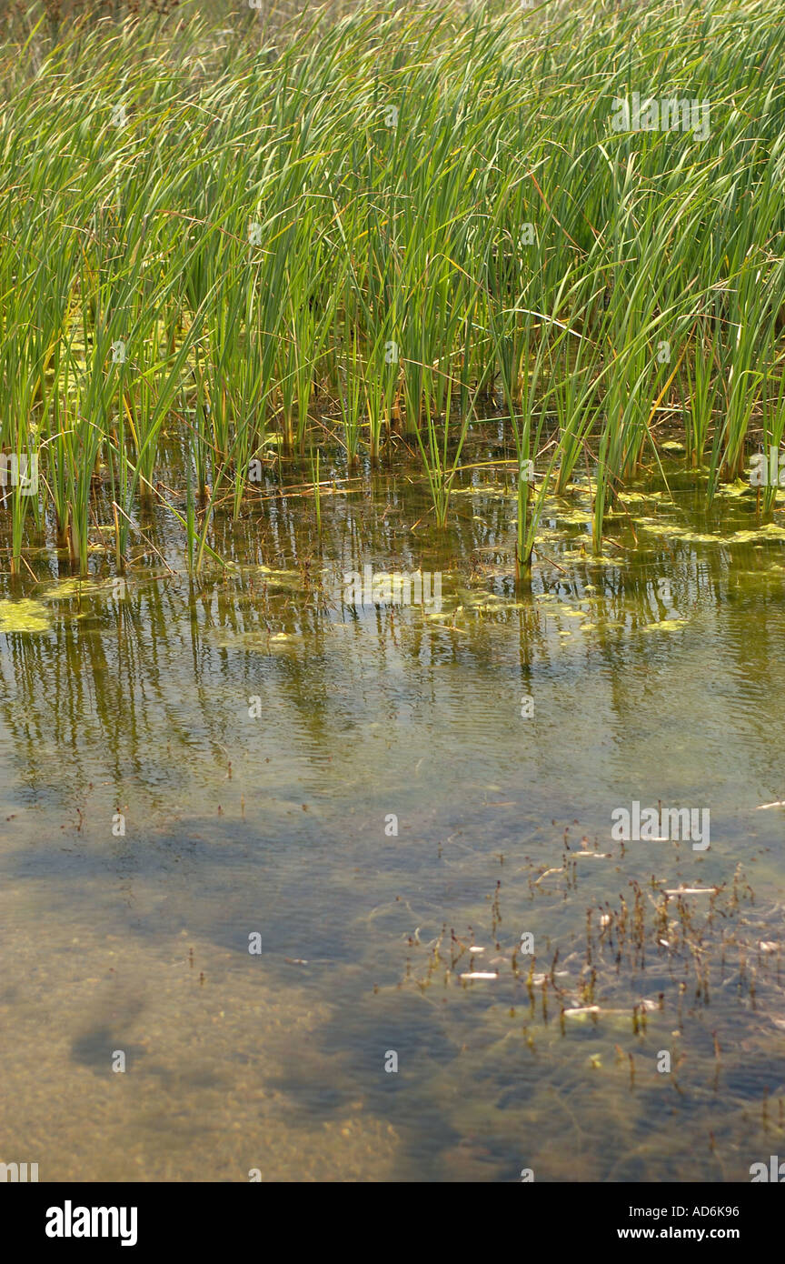 lake side detail Stock Photo - Alamy