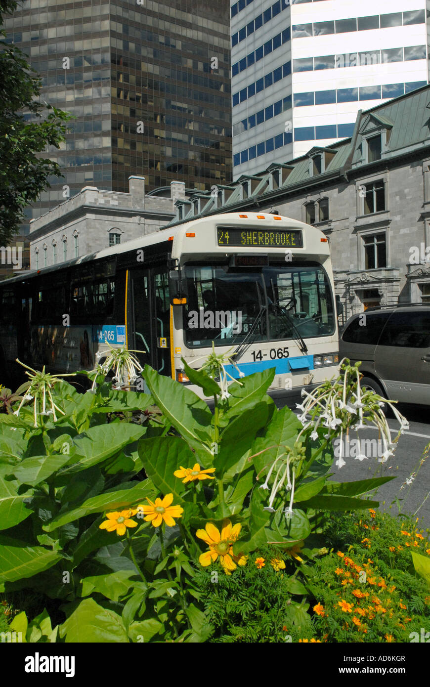 Bus on Sherbrooke street downtown Montreal Quebec canada Stock Photo ...