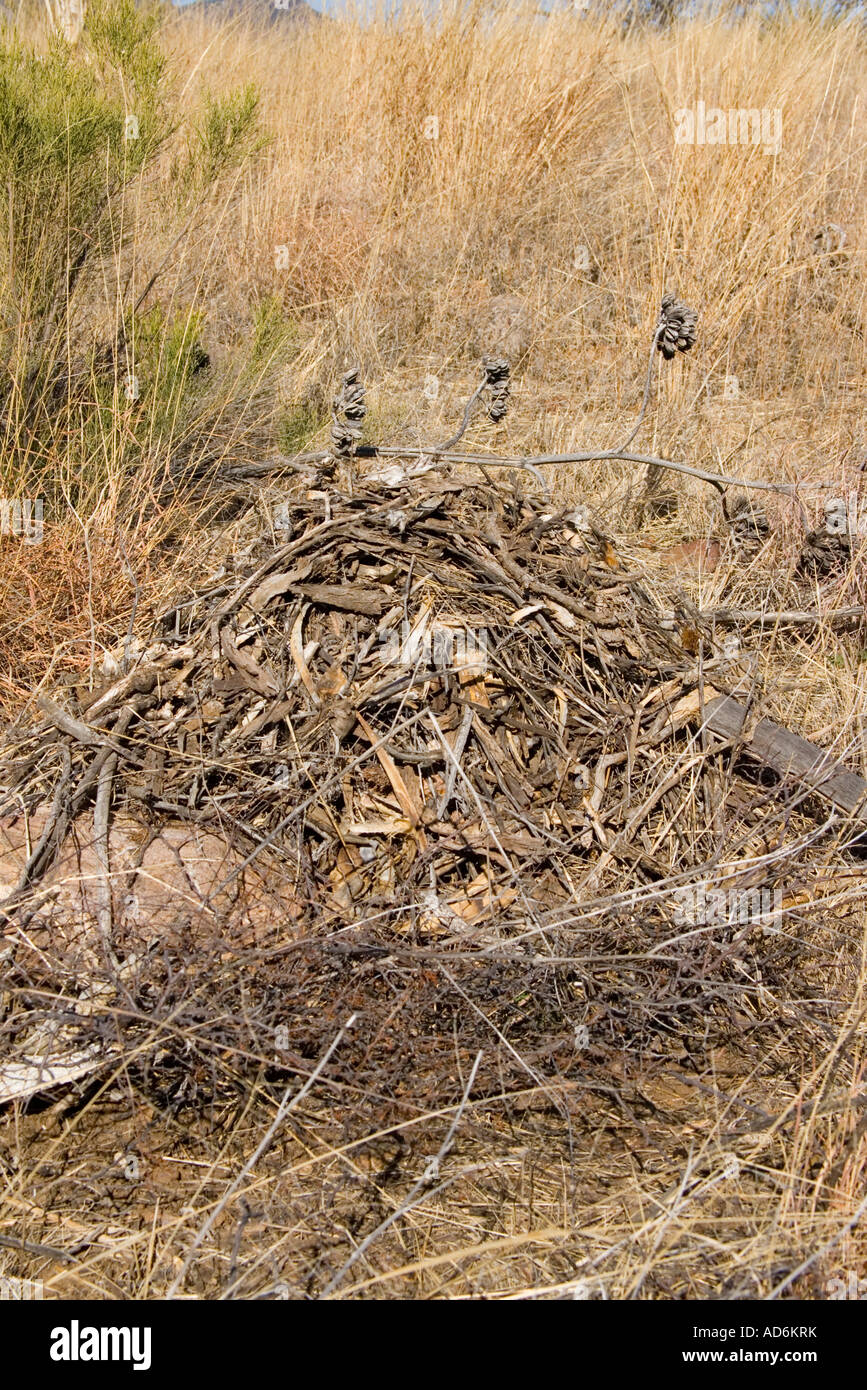 White throated Woodrat Neotoma albigula Ft Huachuca Arizona United ...